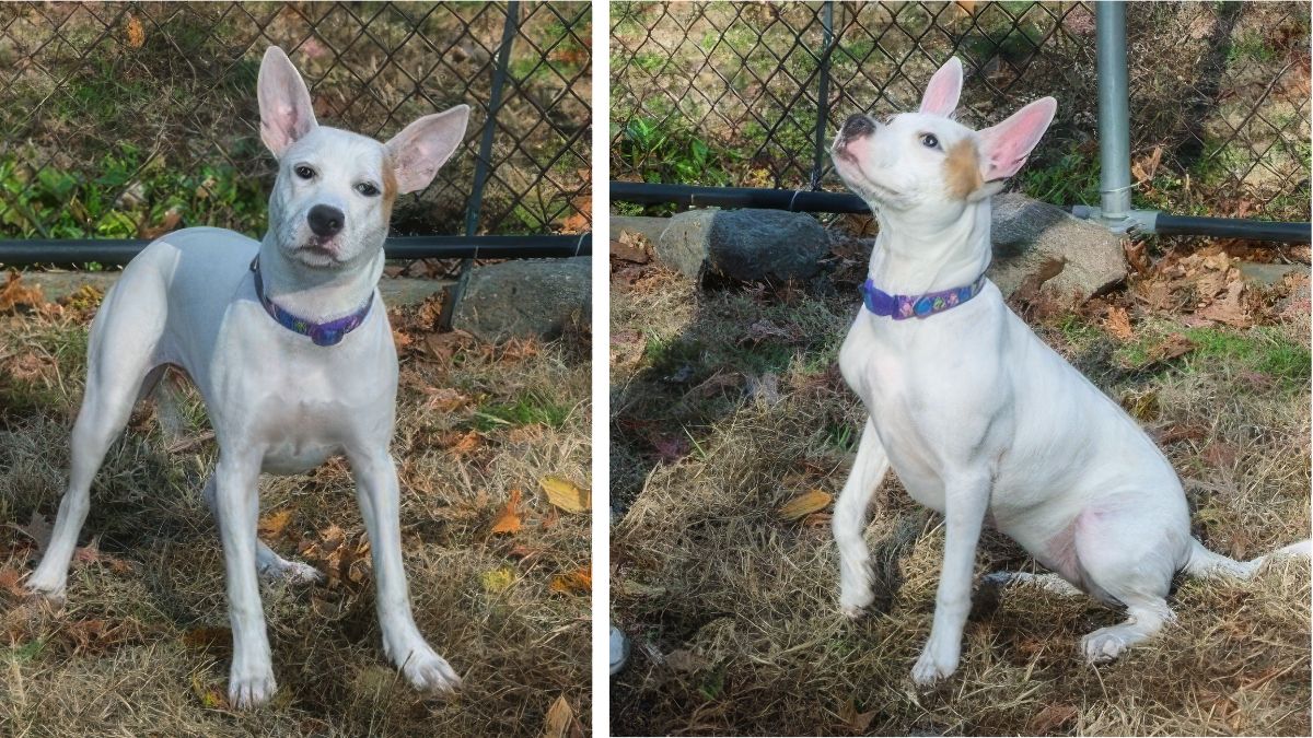 Adopt Chilli: A Heartwarming Tale of a Loving Terrier Mix — Pascack ...