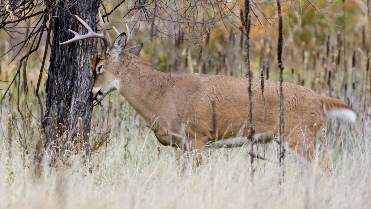 Accidents, complaints spur Pascack Valley deer forums — Pascack Press ...