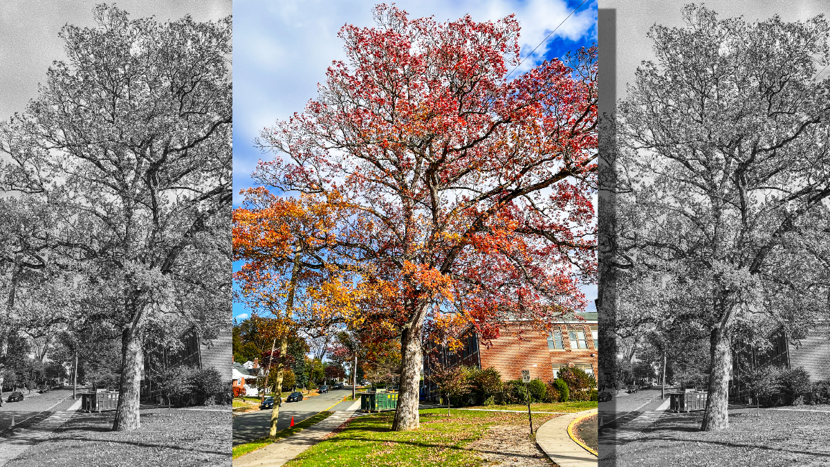 School district, town hope to save pre-Civil War white oak tree ...